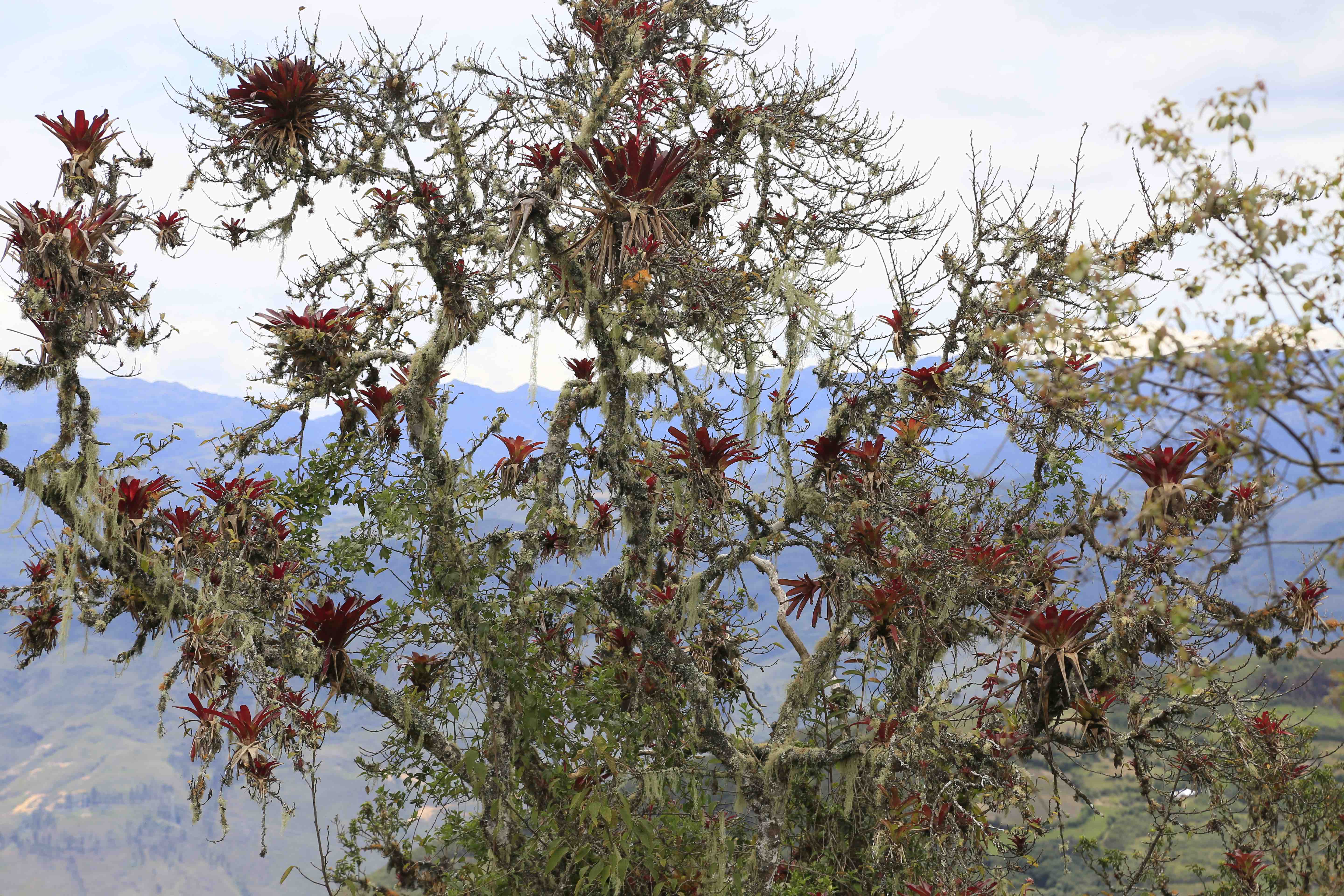 A Month in Peru – Steve's Journeys